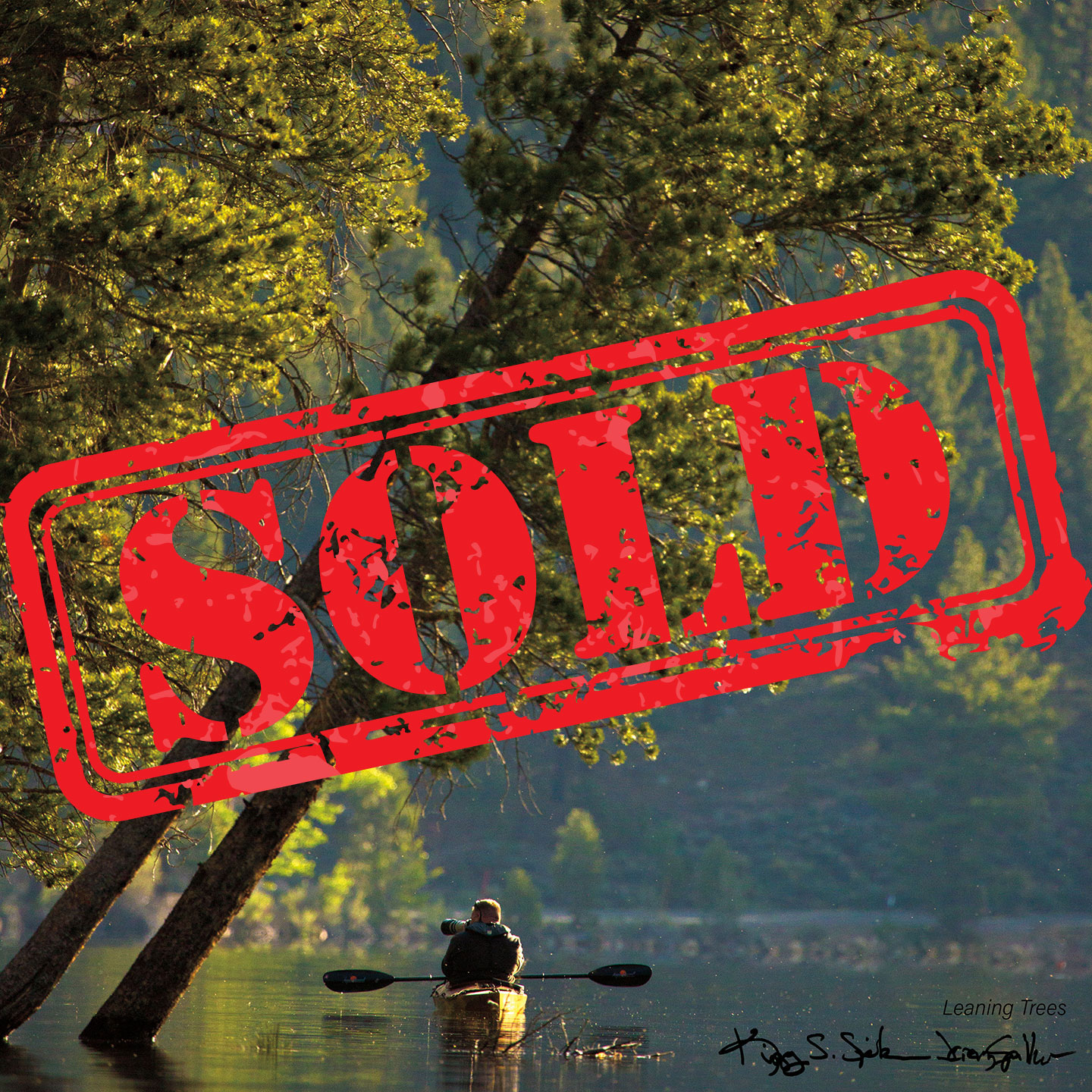 Leaning Trees – Scenes From A Kayak